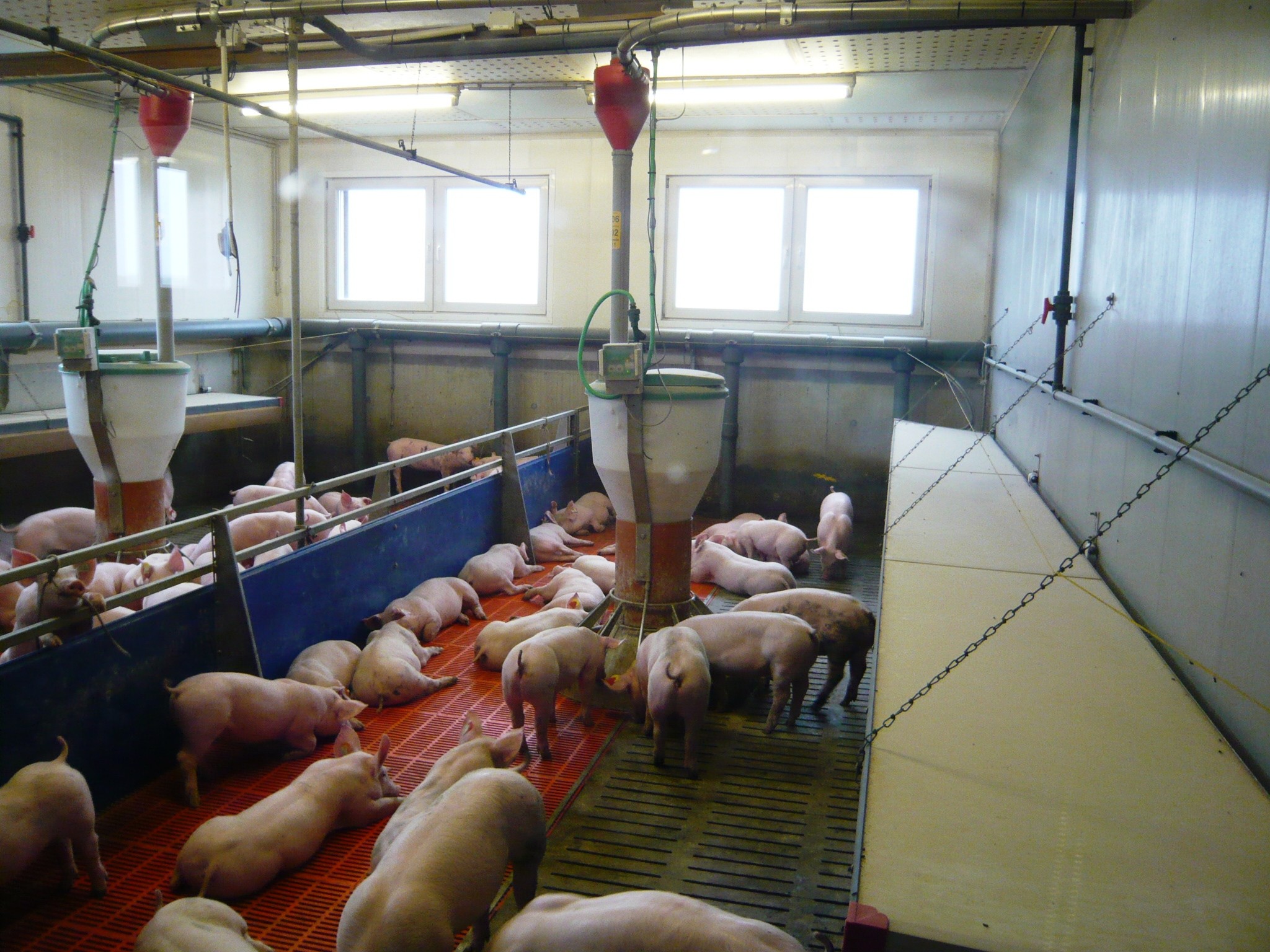 Fleisch mit gemischten Gefühlen - WWF Blog