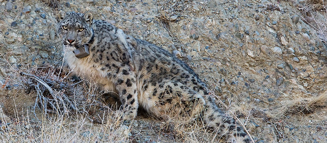 Endlich! Wir besendern einen Schneeleoparden | WWF Blog