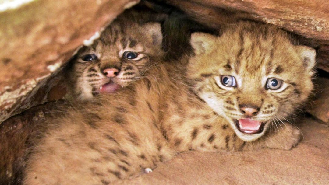 Luchse im Pfälzerwald haben Babys bekommen! - WWF Blog