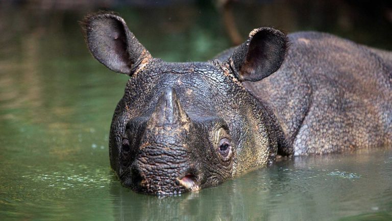 Das Java-Nashorn steht am Rande der Ausrottung