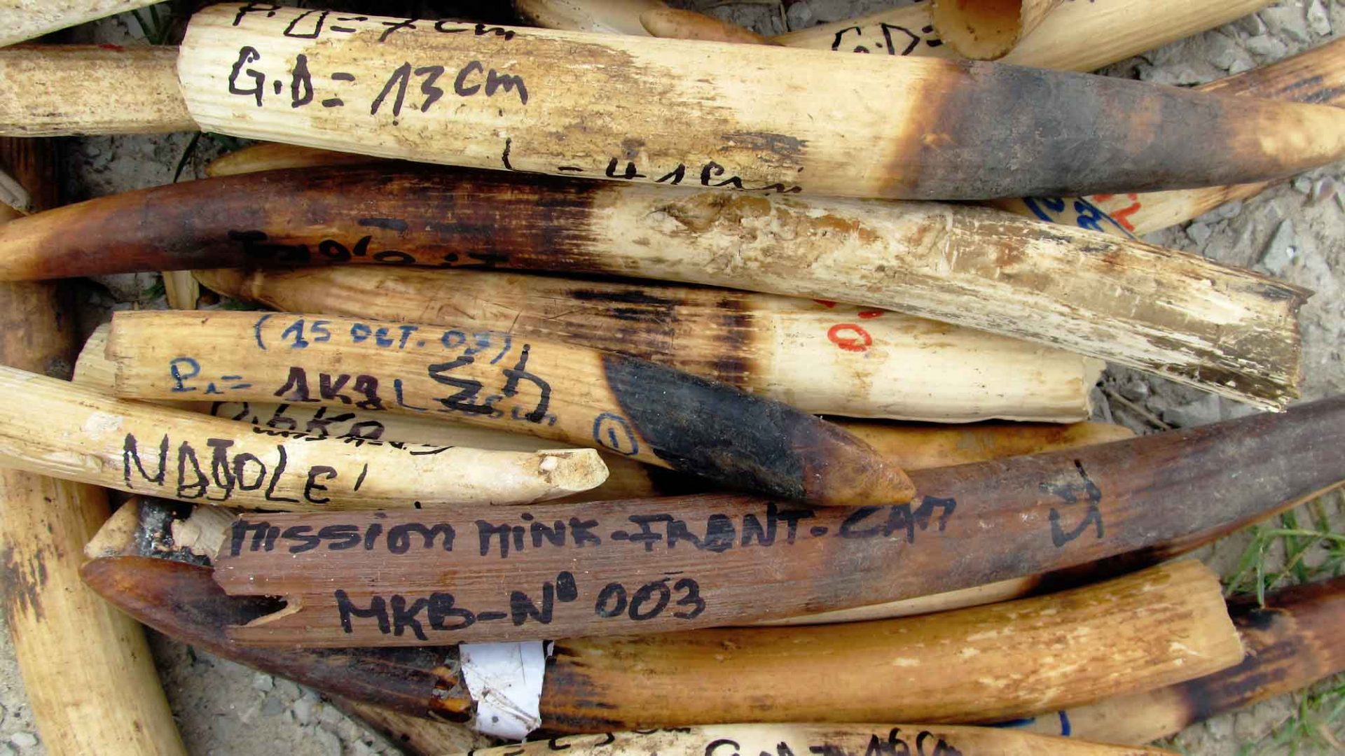 Elfenbeinhandel in der EU: Was passieren muss - und was nicht - WWF Blog