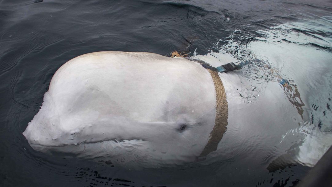Beluga in Norwegen: Ein Spion der etwas anderen Art? - WWF Blog