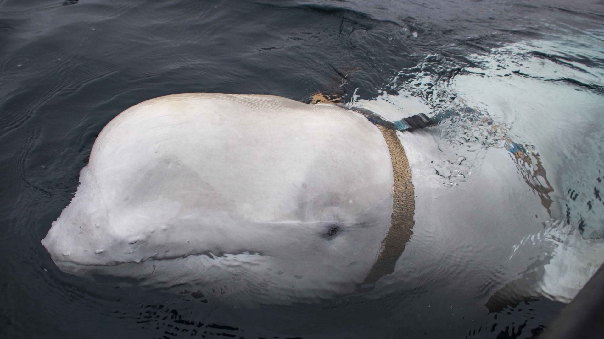 Beluga in Norwegen: Ein Spion der etwas anderen Art? - WWF Blog