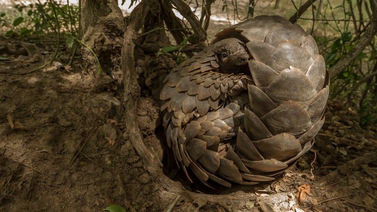 Pangolin: Fakten über die Schuppentiere - WWF Blog