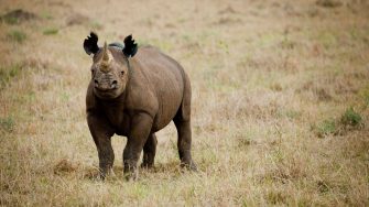 Rote Liste: Gute Nachrichten für das Spitzmaulnashorn - WWF Blog