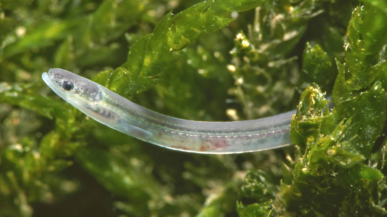 Wundersame, gefährdete Welt der Aale - WWF Blog