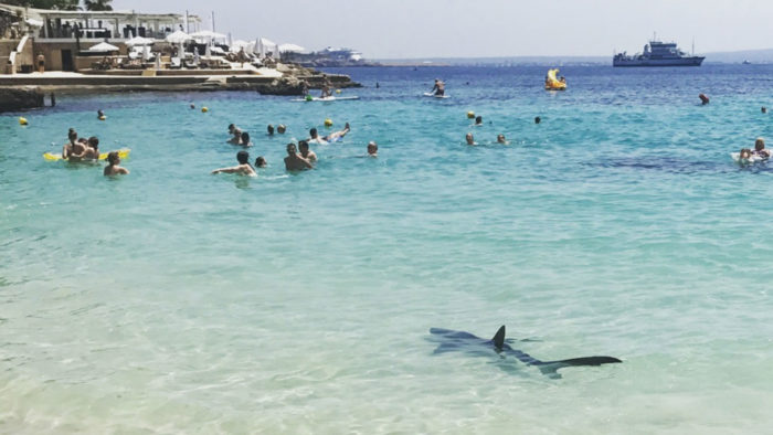 Haie im Mittelmeer sind ganz normal - WWF Blog Haie im Mittelmeer sind ganz normal - WWF Blog