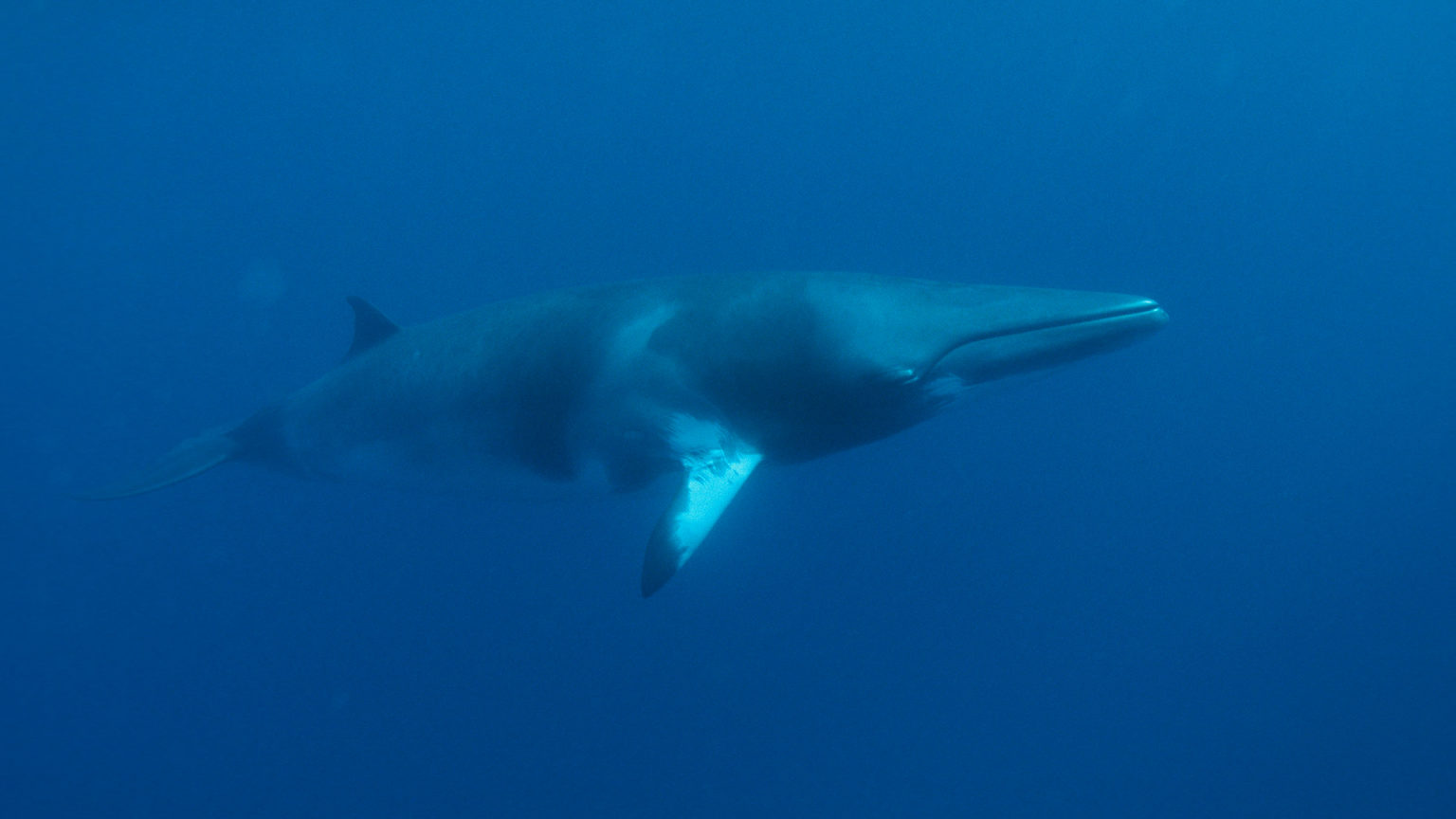 Rote Liste: Ein Drittel aller Säugetiere Deutschlands gefährdet - WWF Blog
