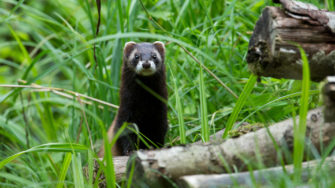 Rote Liste: Ein Drittel aller Säugetiere Deutschlands gefährdet - WWF Blog