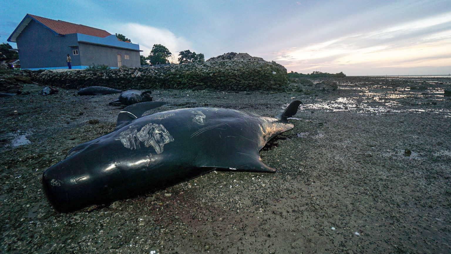 Warum stranden Wale? - WWF Blog