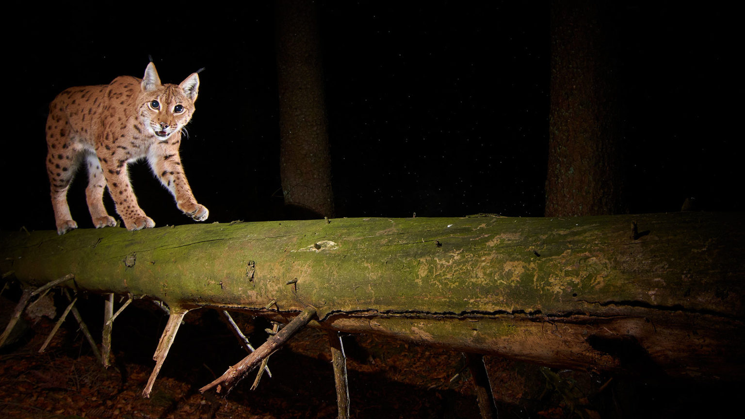 Deutschland, Land der Luchse - WWF Blog