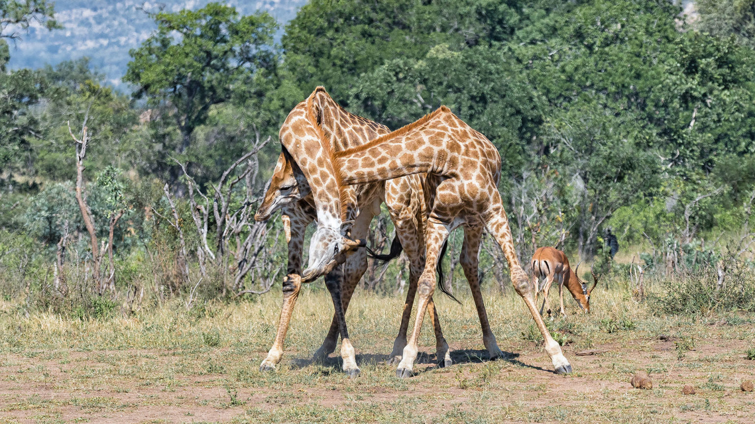 Giraffen: 13 spannende Fakten - WWF Blog