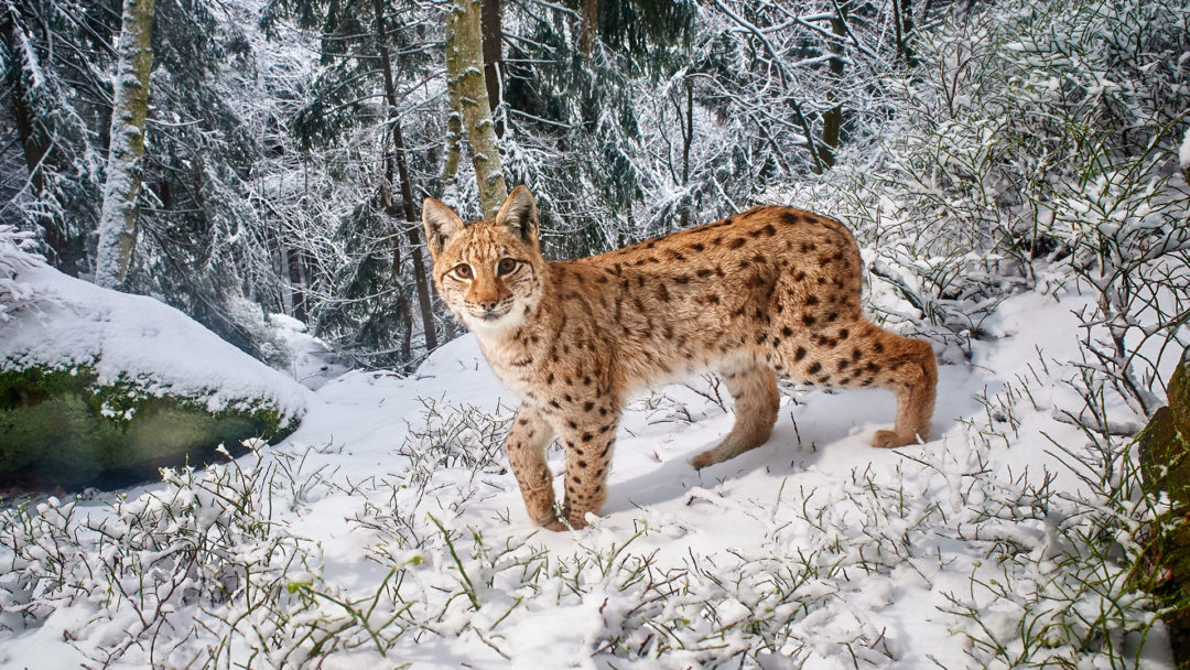 Hören und sehen wie ein Luchs? 10 Fakten - WWF Blog