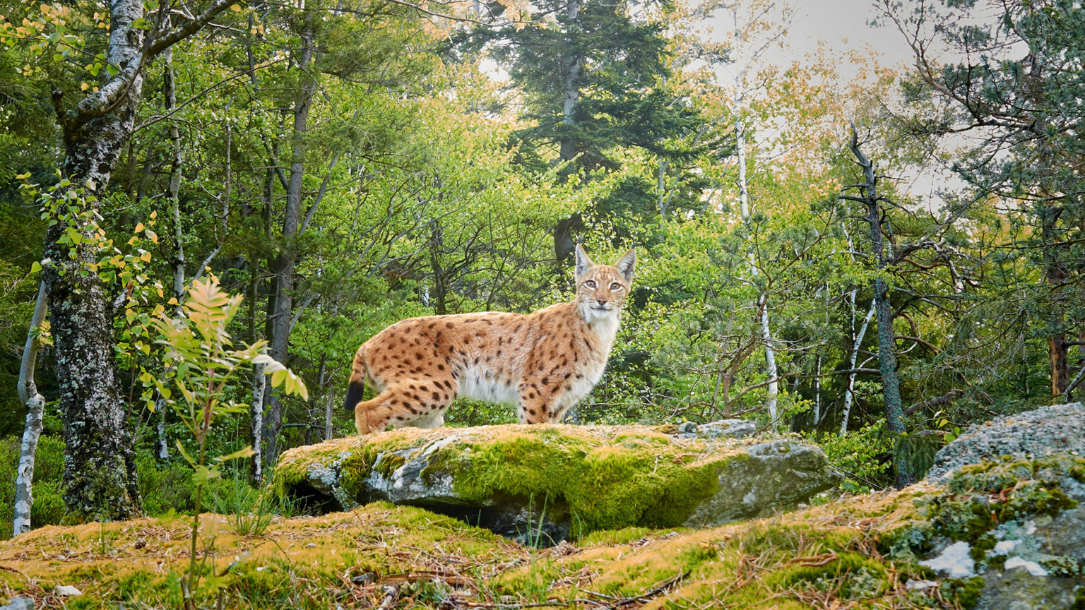 Hören und sehen wie ein Luchs? 10 Fakten - WWF Blog