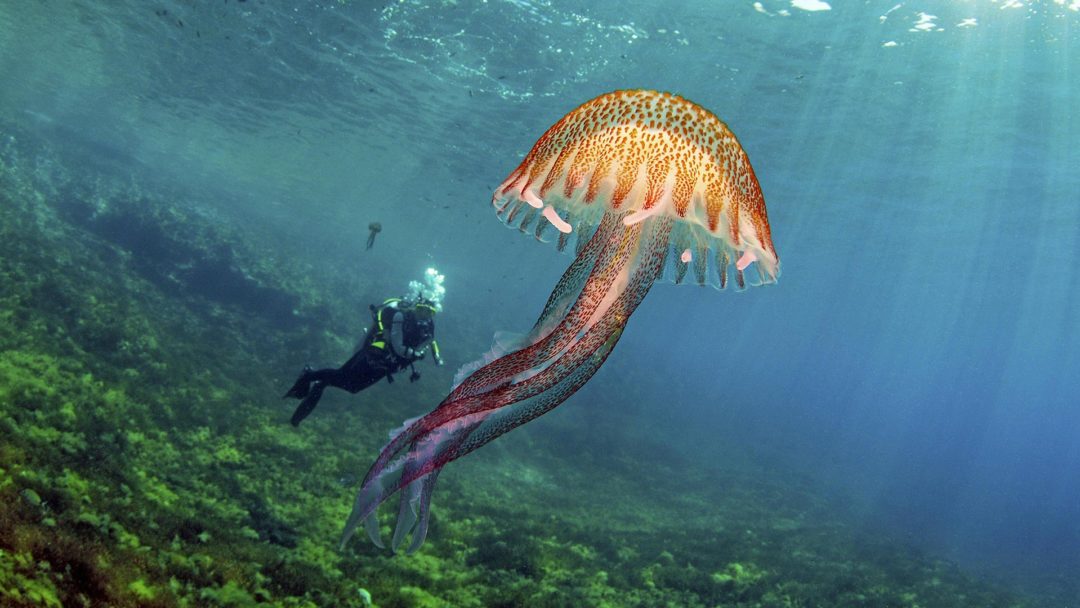 Quallen: Wesen wie von einem anderen Stern - WWF Blog