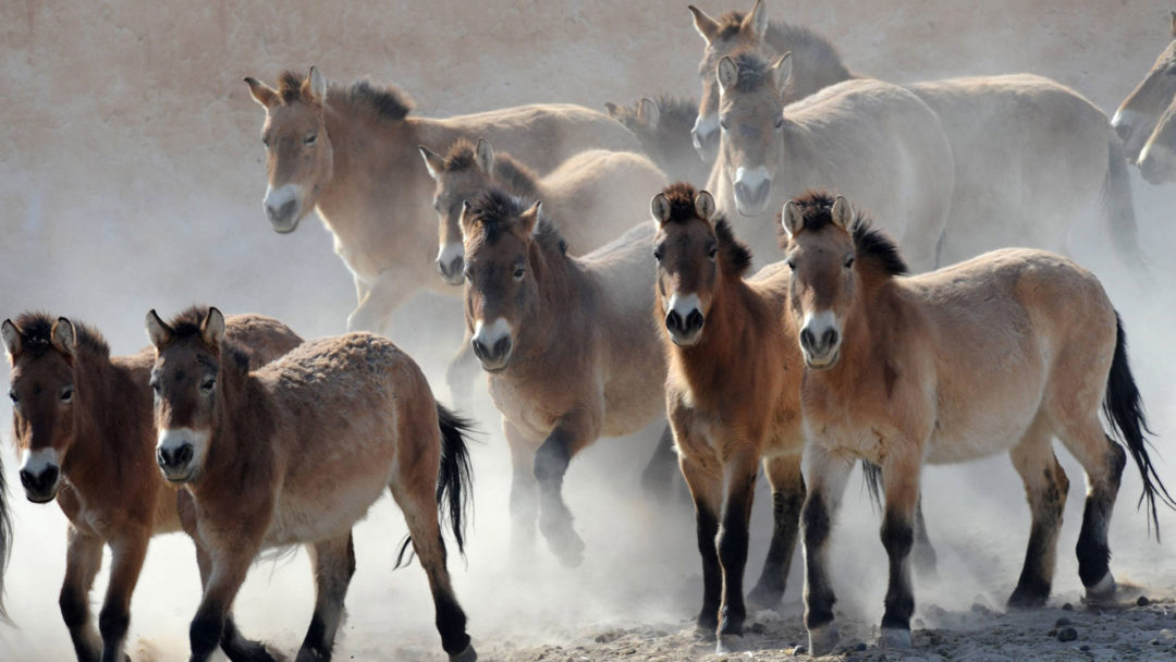 Wildpferde – Sie sind zurück! - WWF Blog