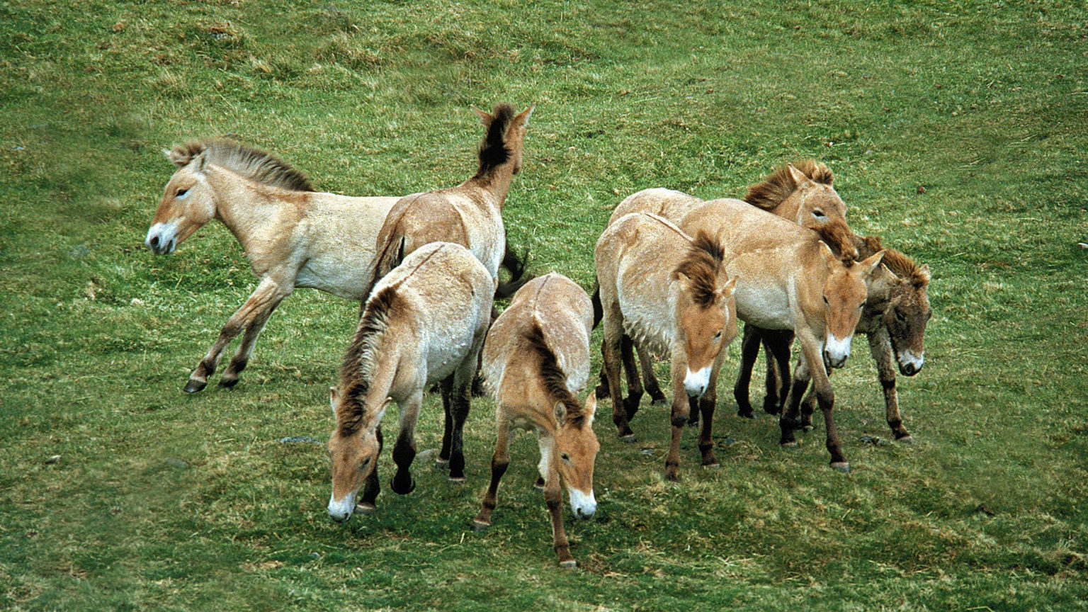 Wildpferde – Sie sind zurück! - WWF Blog
