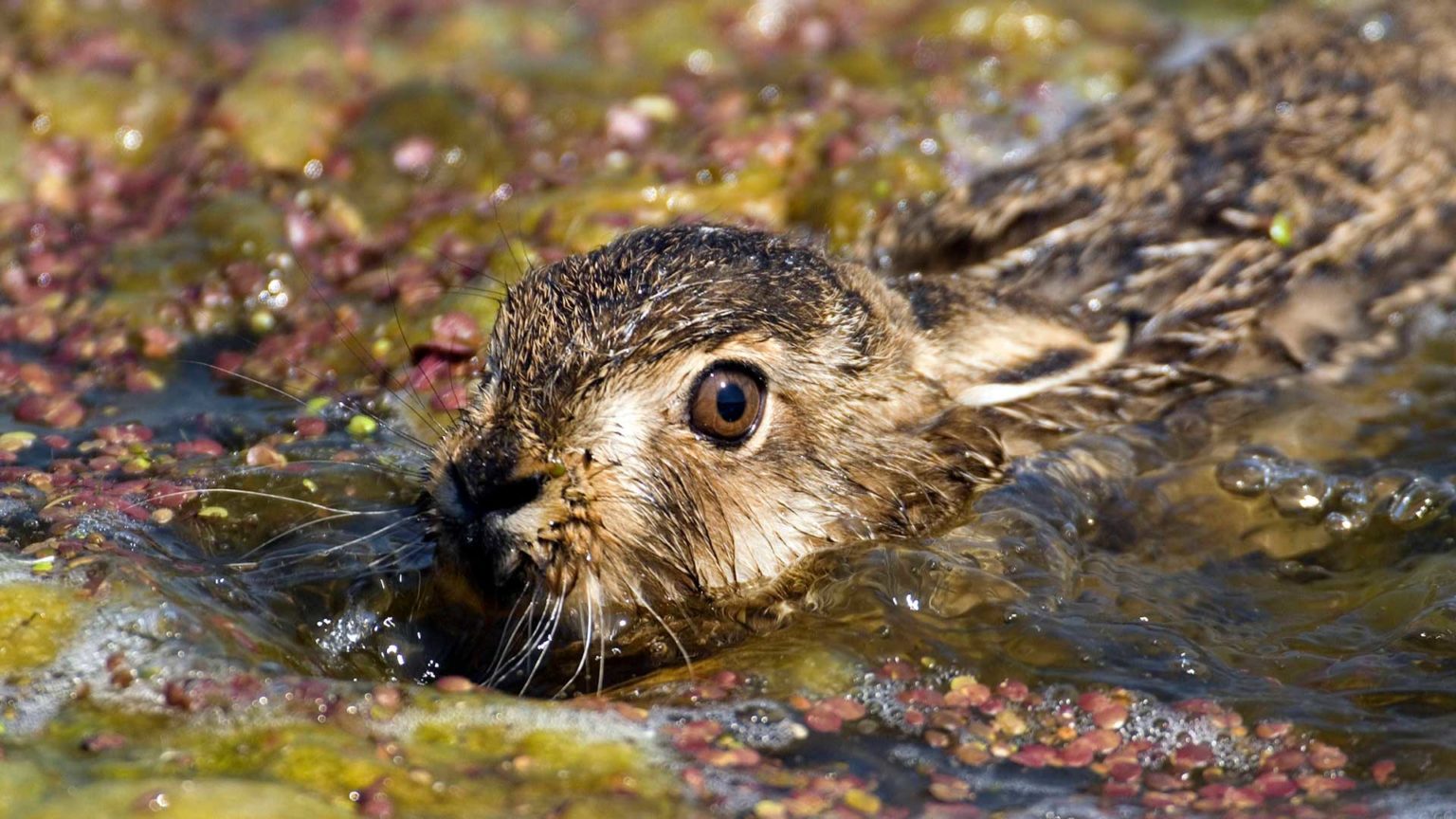 Hasen: Was Du (vielleicht) nicht über sie wusstest - WWF Blog