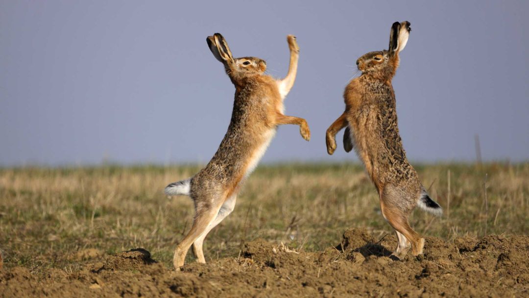 Hasen: Was Du (vielleicht) nicht über sie wusstest - WWF Blog