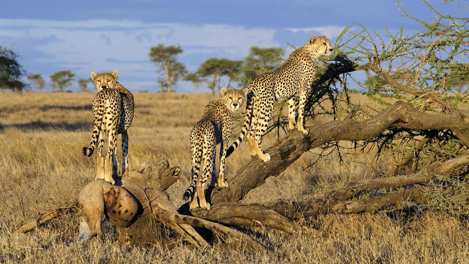 Geparde: 11 Dinge, die Ihr noch nicht über sie wusstet - WWF Blog