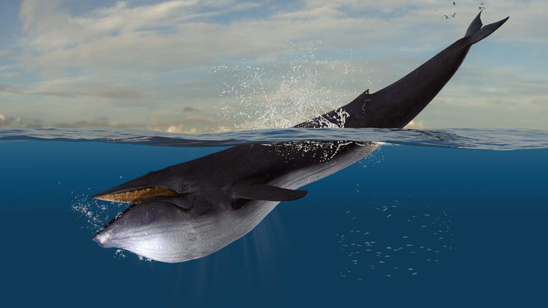 Blauwale: Rekordhalter der Tierwelt - WWF Blog