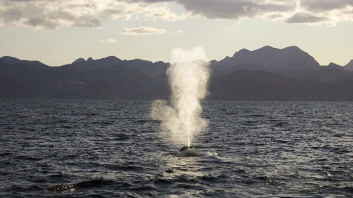 Blauwale: Rekordhalter der Tierwelt - WWF Blog