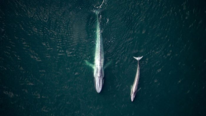 Blauwale: Rekordhalter der Tierwelt - WWF Blog