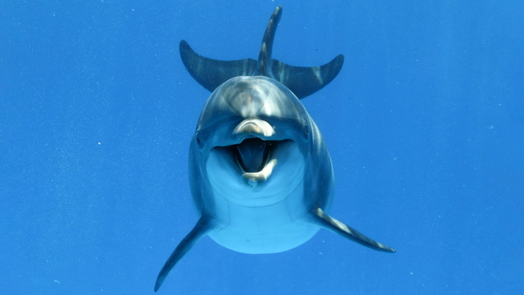 Delfine: Was Du schon immer wissen wolltest - WWF Blog