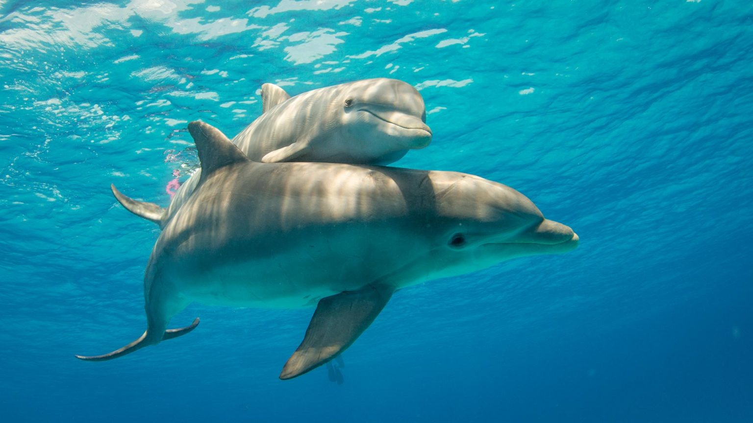 Delfine: Was Du schon immer wissen wolltest - WWF Blog