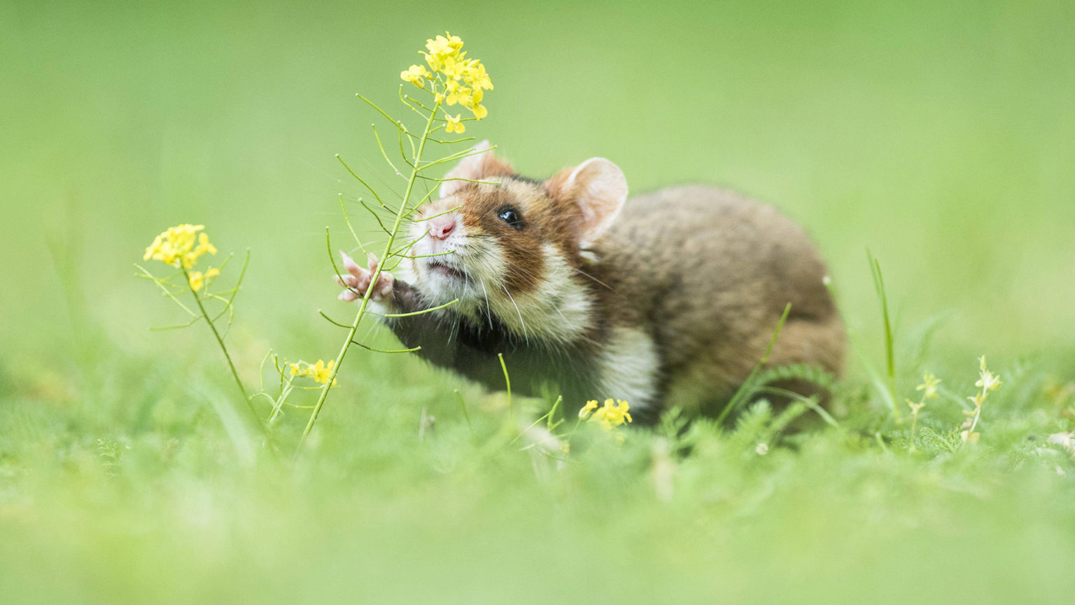 Hamster – Was Du (vielleicht) noch nicht über sie wusstest - WWF Blog