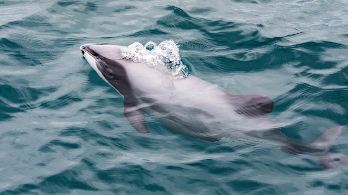 Delfine: Was Du schon immer wissen wolltest - WWF Blog