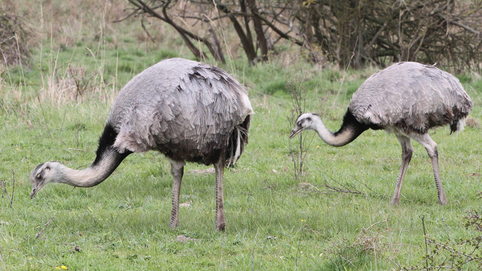 Neozoen – 10 Arten, die sich bei uns (zu) wohl fühlen - WWF Blog