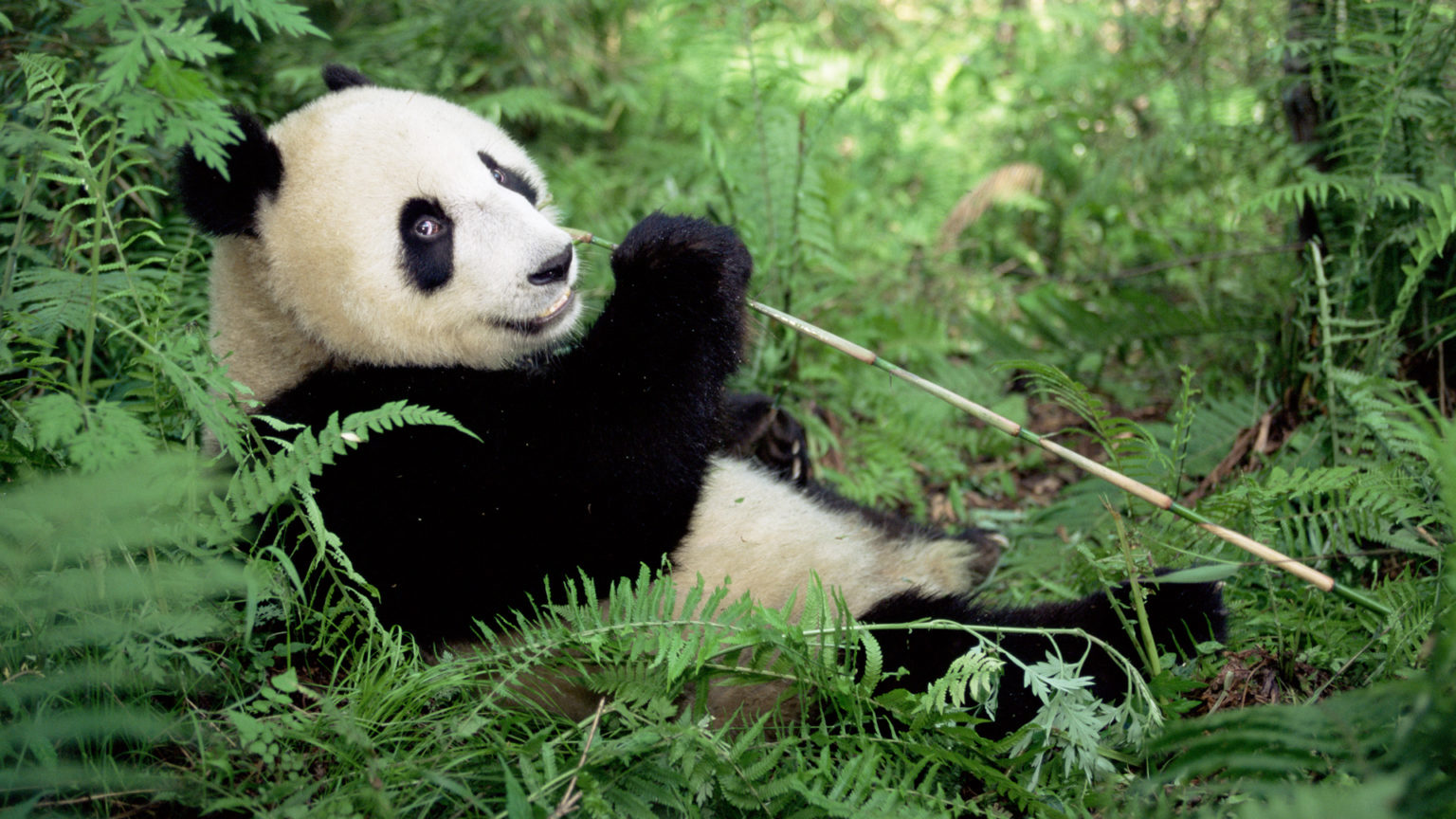 Schwarz und weiß: die anderen Pandas weltweit - WWF Blog