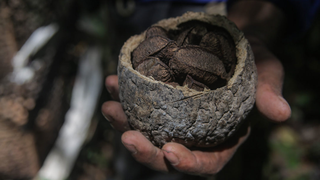 Paranüsse: Wenn Tropenwaldschutz Früchte trägt - WWF Blog