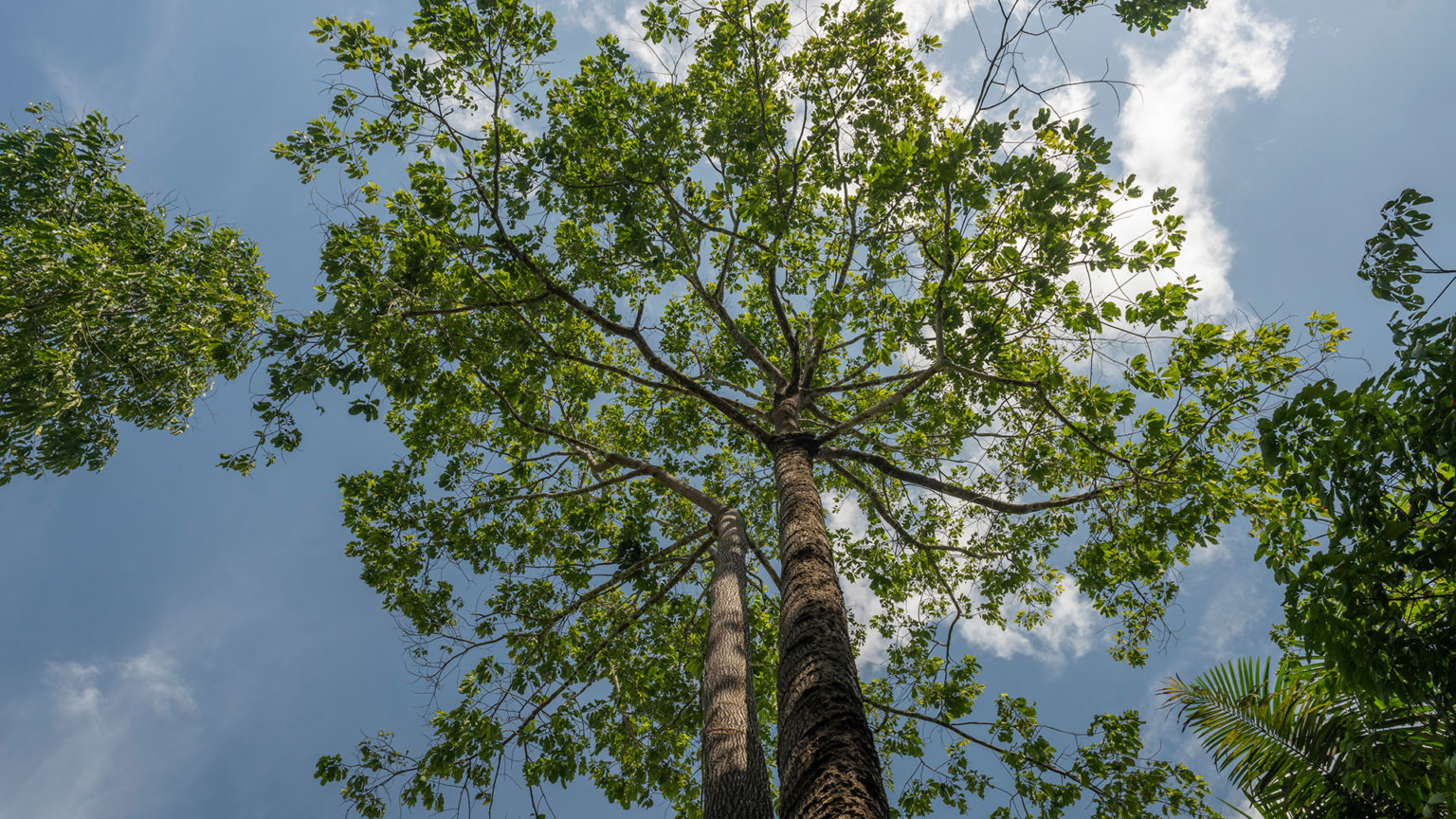 Paranüsse: Wenn Tropenwaldschutz Früchte trägt - WWF Blog
