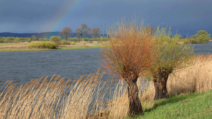Oder: Flüsse der Missverständnisse - WWF Blog