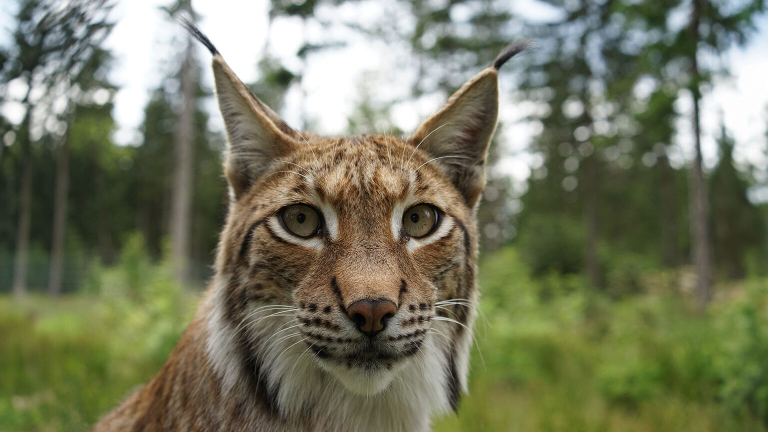 Hurra, Hurra, der Luchs ist da! - WWF Blog
